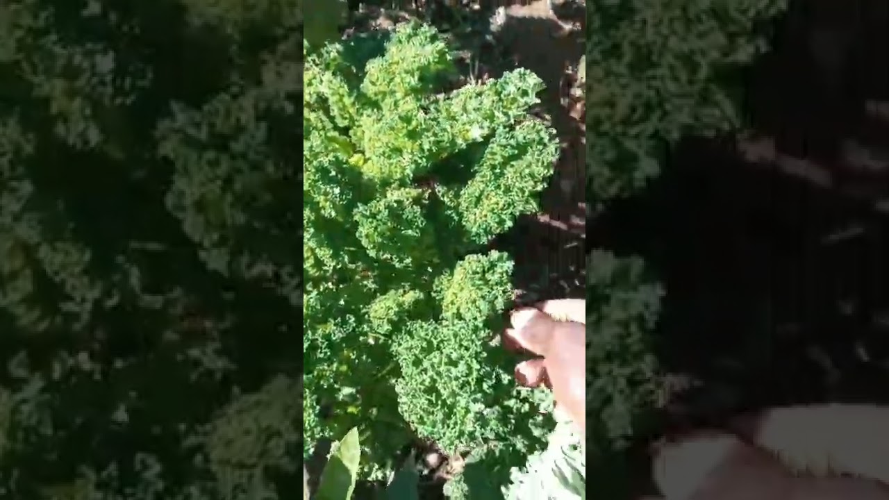 CURLY KALES, SUKUMA MATUMBO - YouTube