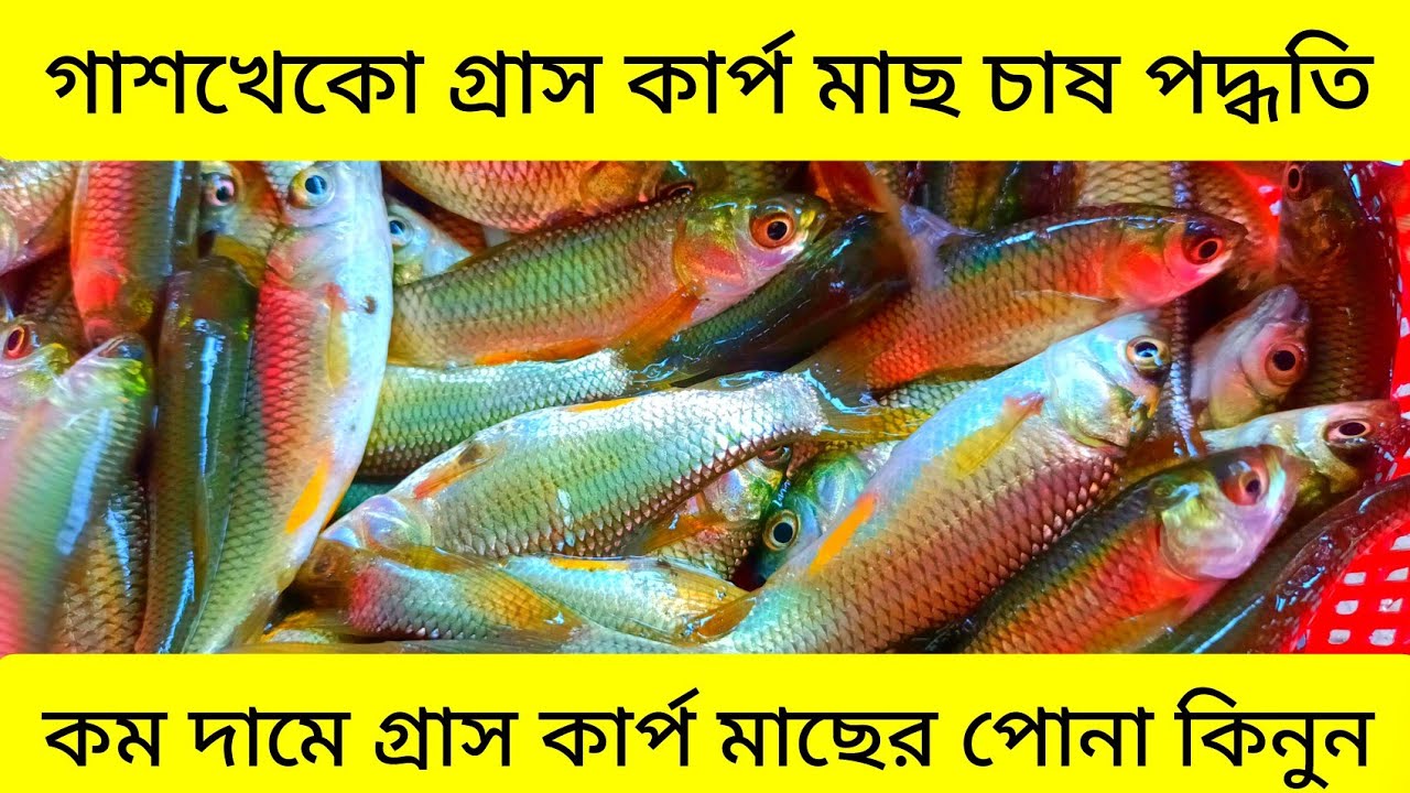গাসখেকো গ্রাস কার্প মাছ চাষ পদ্ধতি! কম দামে গ্রাস কার্প মাছের পোনা ...