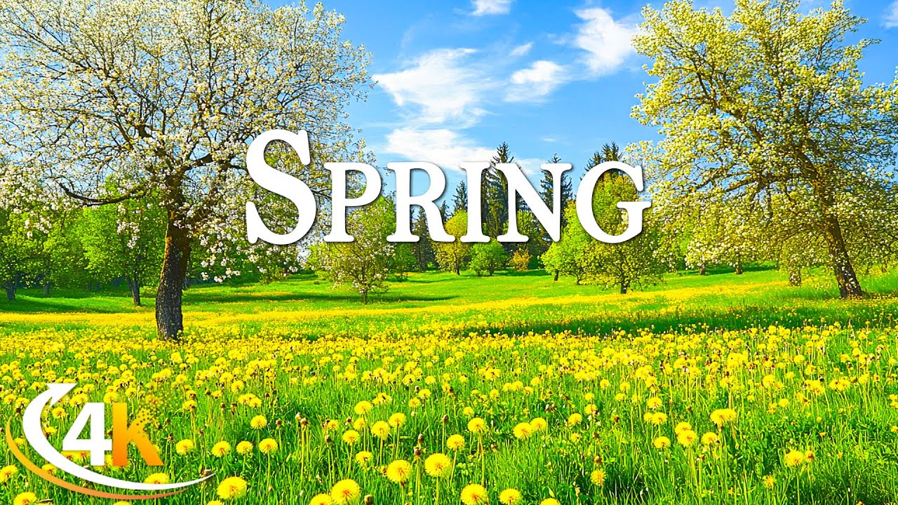 Switzerland’s Spring Symphony 🌷 A Colorful Tapestry of Forests, Fields ...