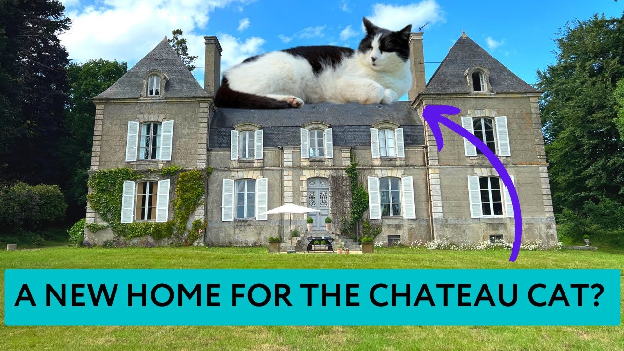 Work resumes on the CHATEAU cottage for the cat!? - YouTube