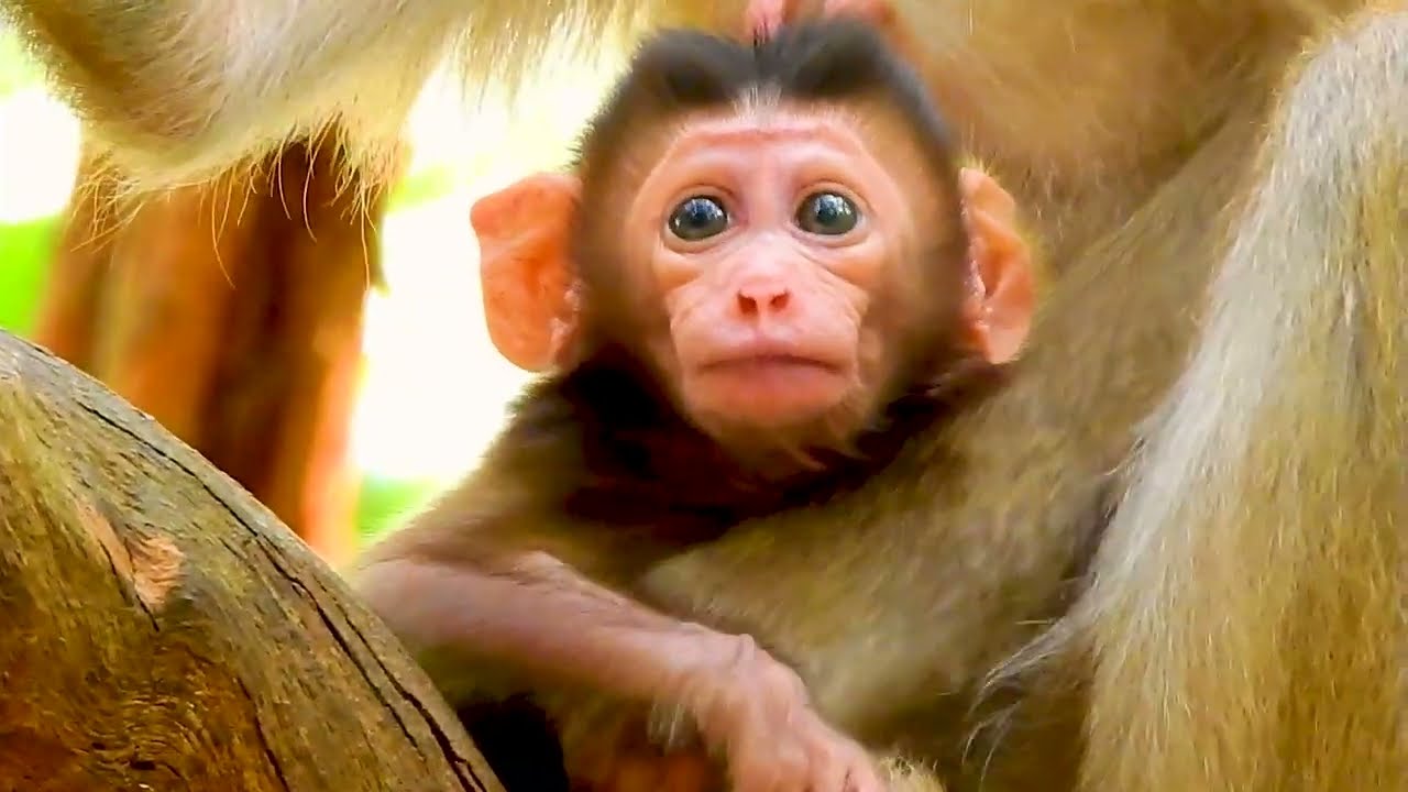 Lucky Baby Monkey Longtail Have Other Mom's Friend Checking & Cleaning ...