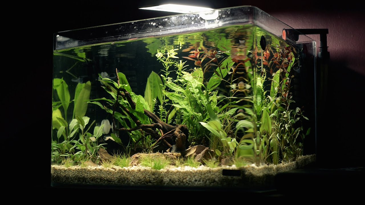 Aquarium 35 litres | Update 13.06.2017 - YouTube