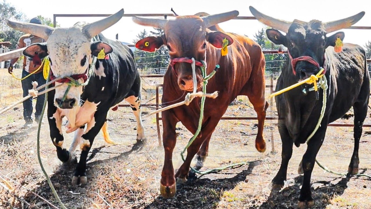 ¡PISANDO FUERTE CON ESTA TORADA! Rancho Revelacion Santa Ines Acambaro ...