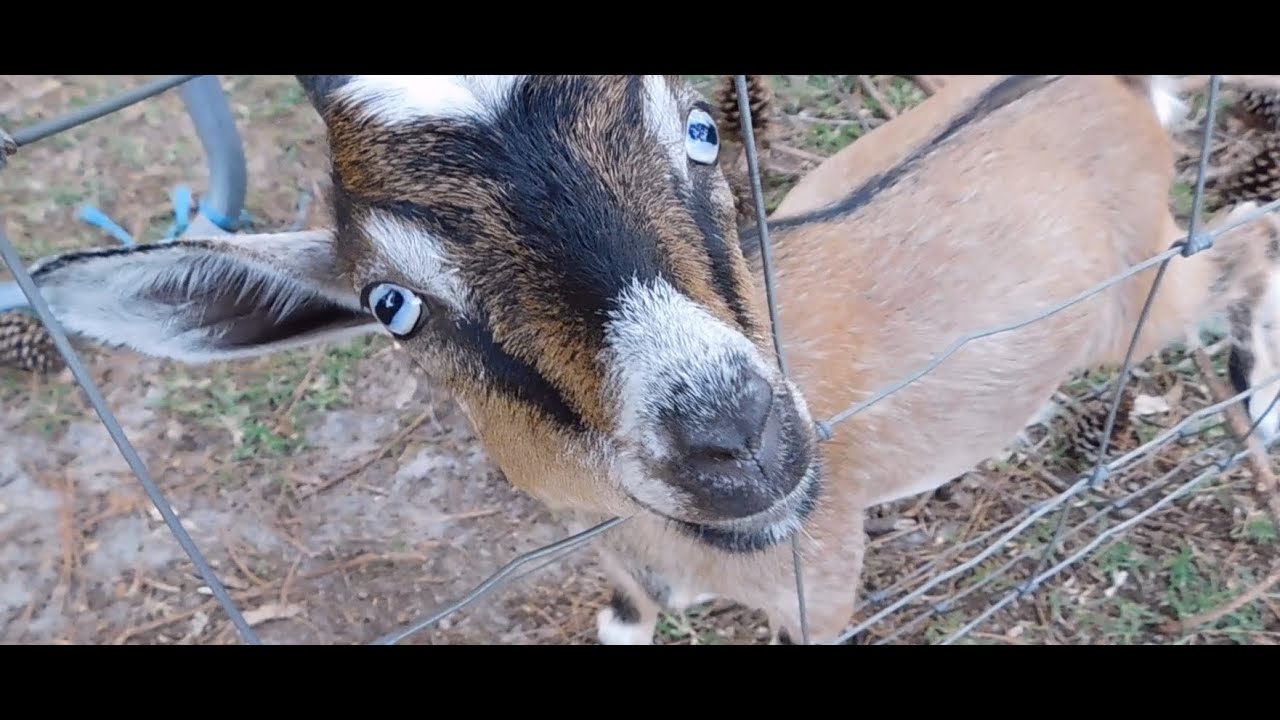 Goat scared of farts! #shorts - YouTube