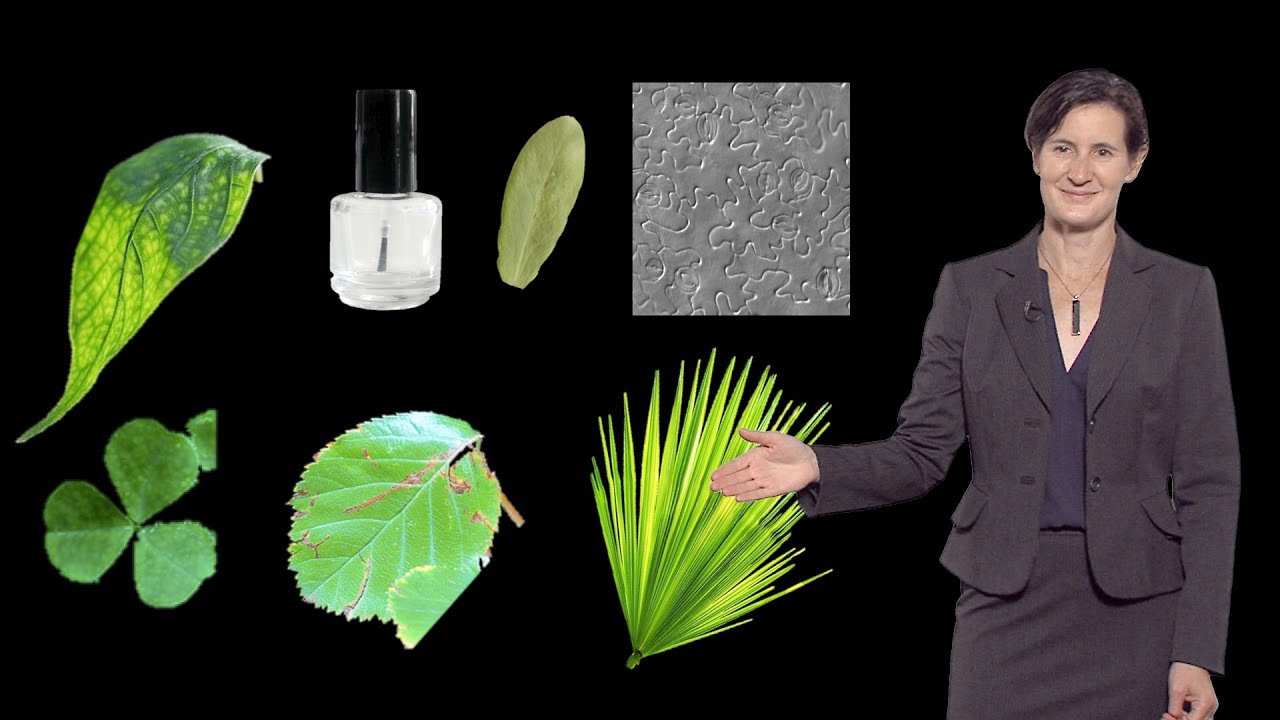 Dominique Bergmann (Stanford U / HHMI) 3: Stomata and global climate ...