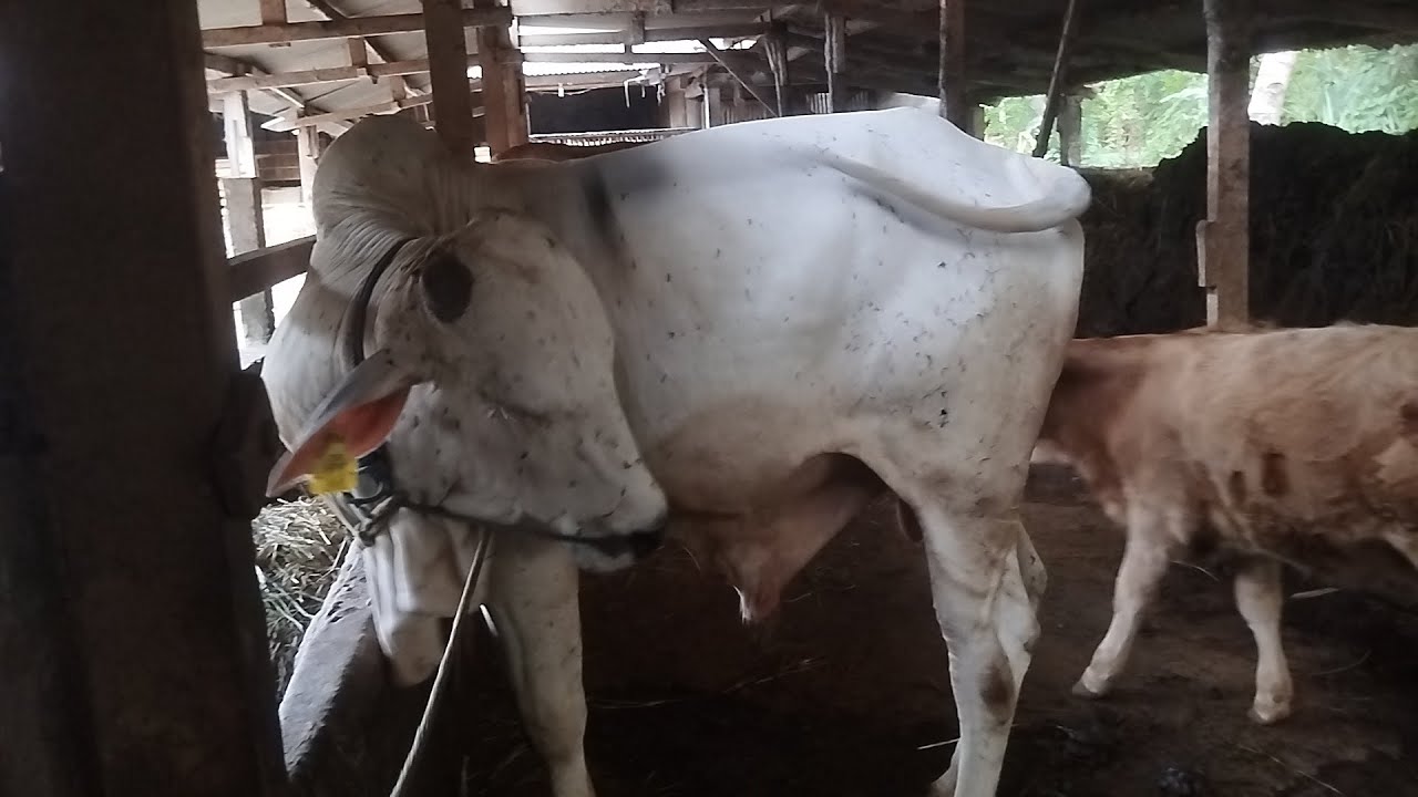 Sapi bekas terkena penyakit lato lato tetep bisa hidup || sapiviral # ...
