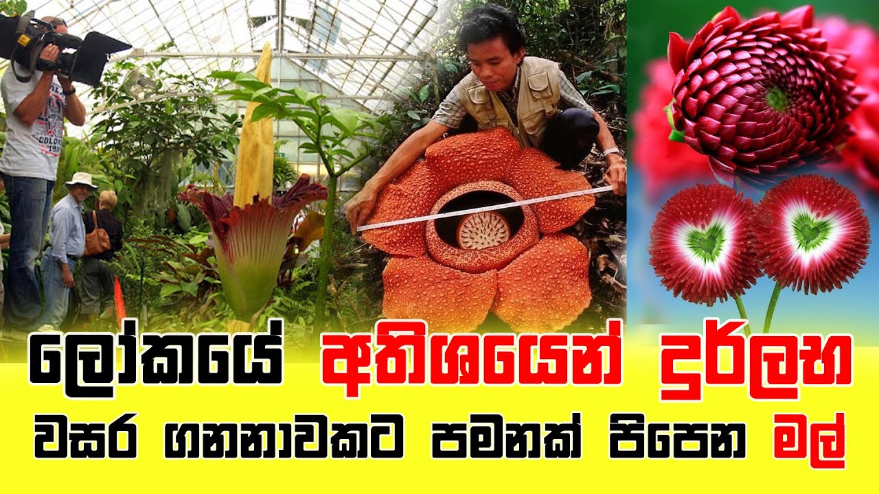 ලොකයෙ දුර්ලබම වසර ගනනාවකට පමනක් පිපෙන මල්/thorathuru - YouTube