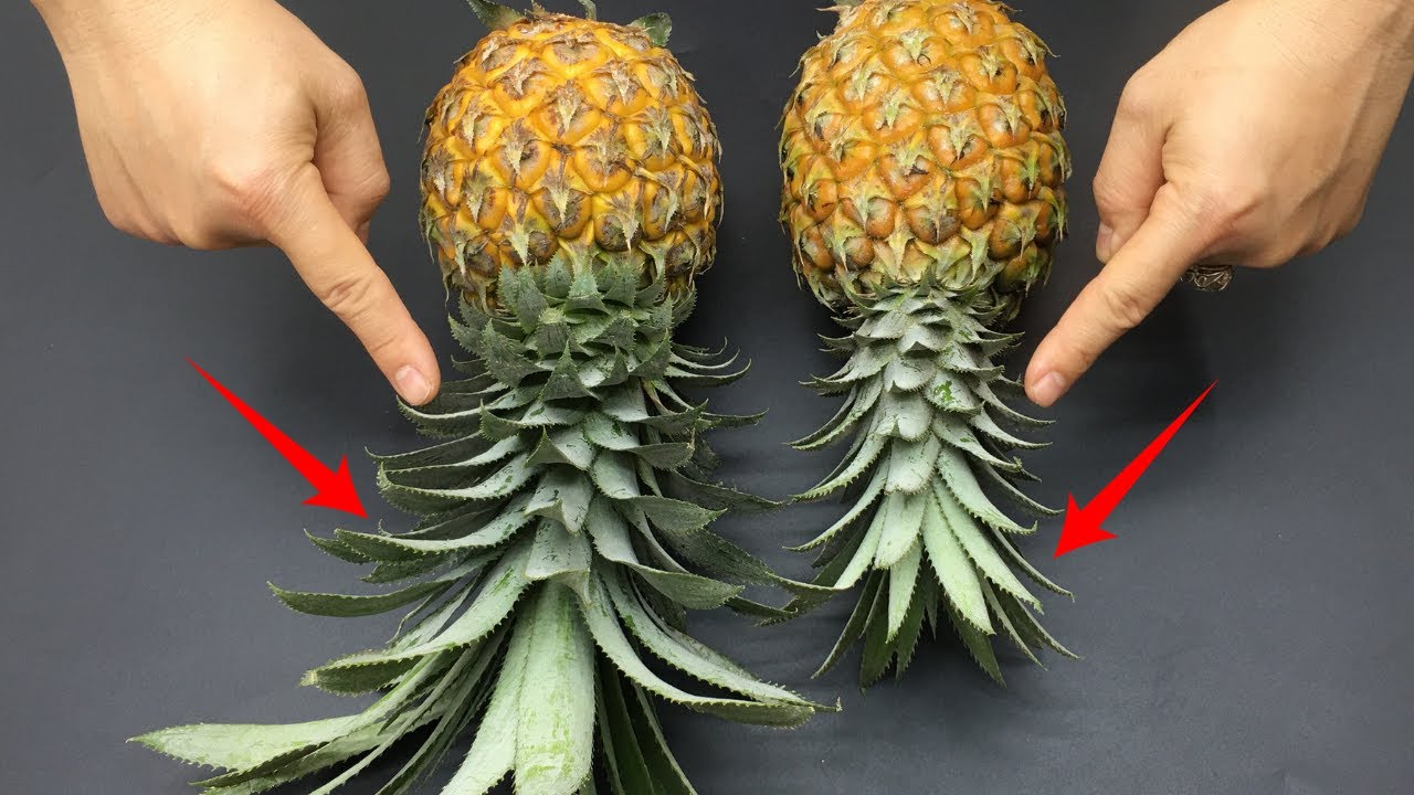 Just Look At This Position To Pick Sweet, Juicy Pineapples! - YouTube