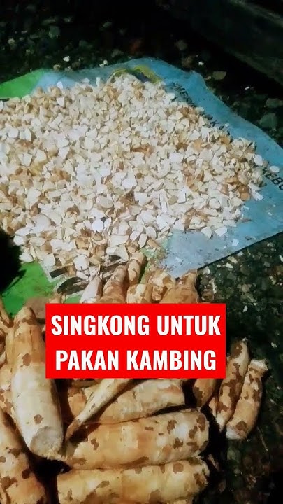 SINGKONG UNTUK PAKAN KAMBING - YouTube