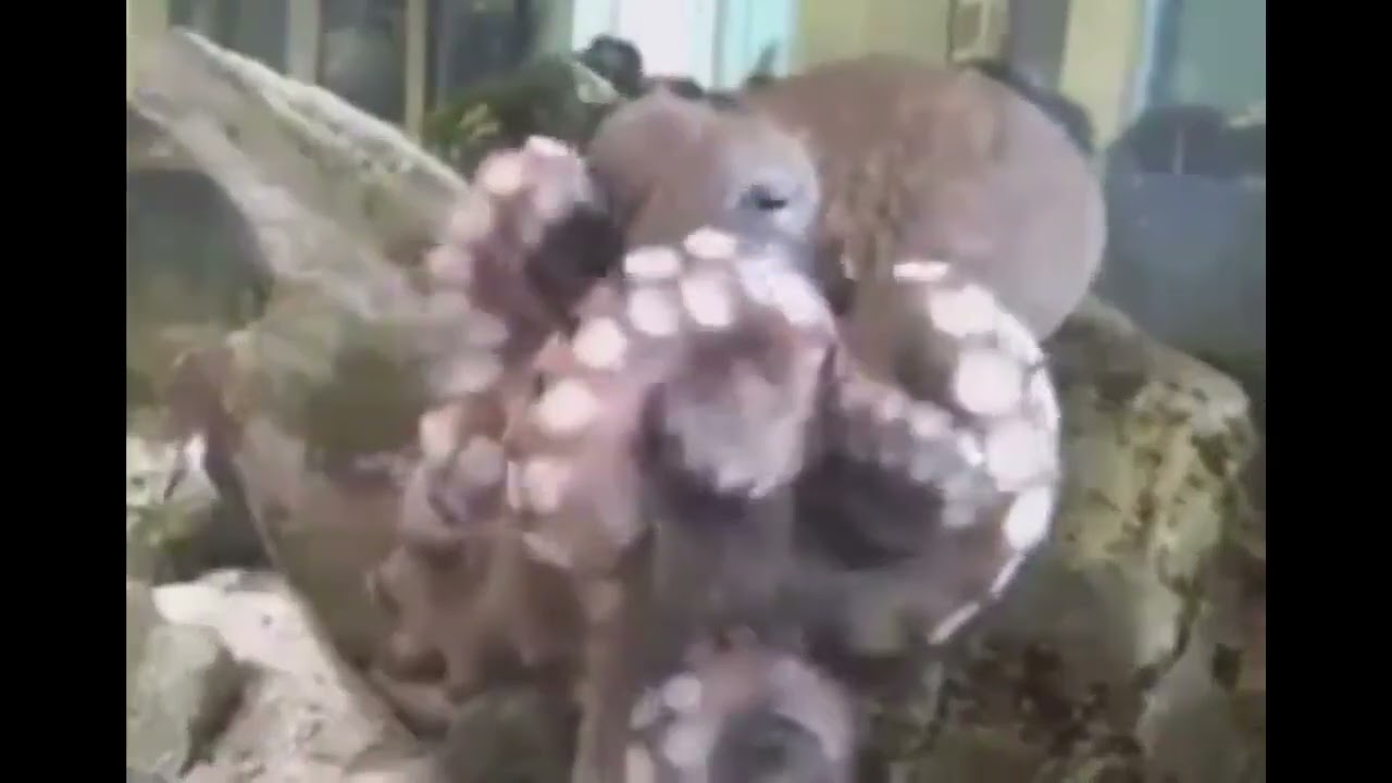 Salman teaching an Octopus how to Dance.. - YouTube