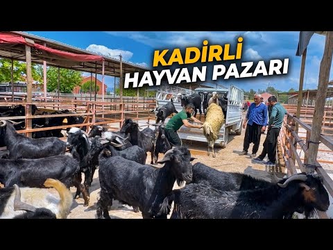 Kadirli Hayvan Pazarı’nda Küçükbaş Kurbanlık Fiyatları Cep Yakıyor!