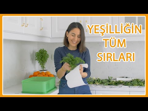 YEŞİLLİK NASIL SAKLANIR? YEŞİLLİKLE İLGİLİ HER ŞEY!