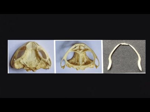 Skull & mandible of toad - YouTube