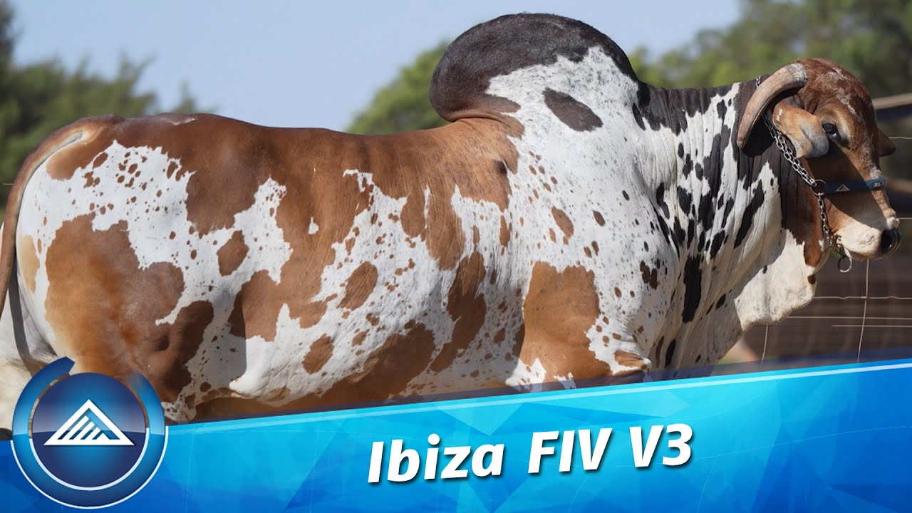 Ibiza FIV V3 - YouTube