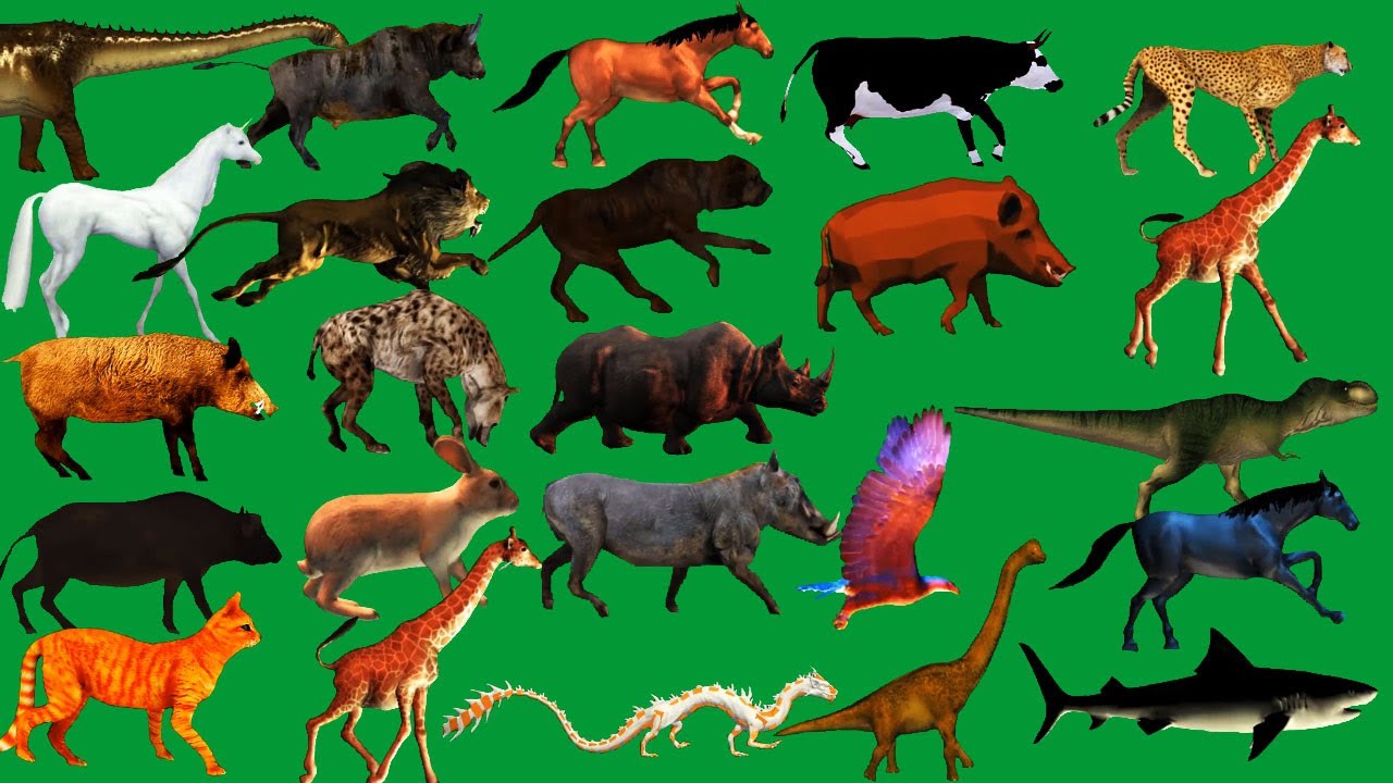 Green Screen Animals Line Running and Walking HD Green Screen Video ...