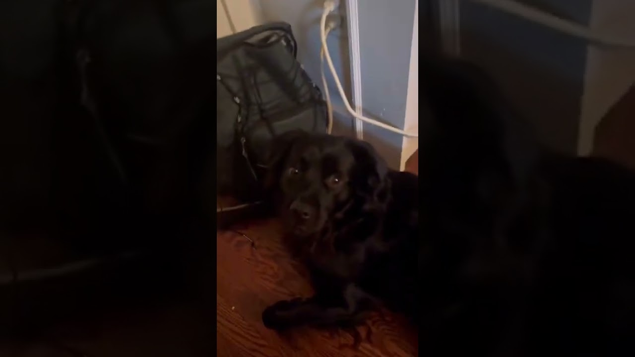 Ayo what the dog doin? #memes #dog #funny - YouTube