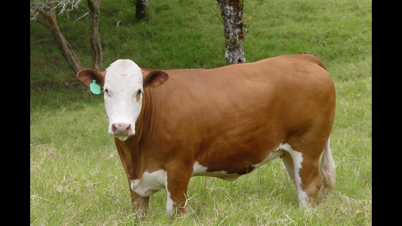 Proyecto de Cruzamientos Entre el Ganado Simmental y Holstein- TvAgro ...