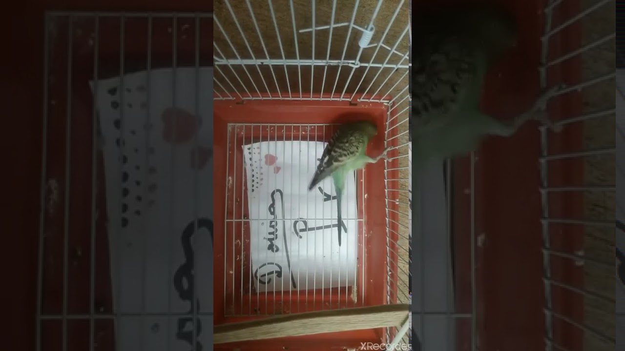 Pirouche, après le dressage - YouTube