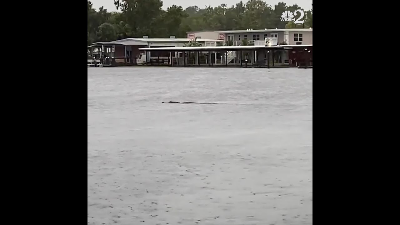 Alligator spotted in high water as Hurricane Ian moves across Florida ...