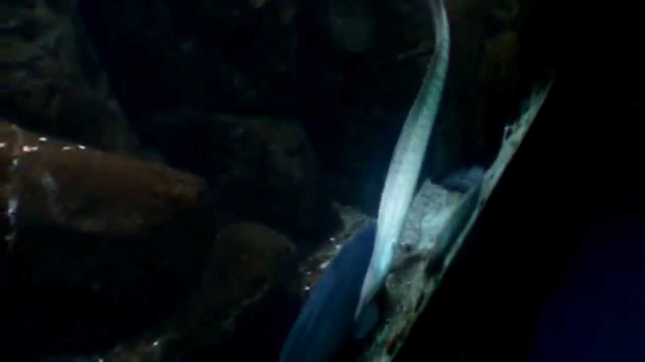 cretaquarium ενυδρειο κρητης - YouTube