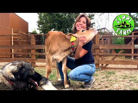 FarmNapló 4. rész: Mokka a boci érkezése