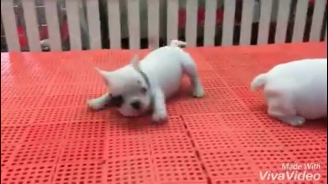 dogs look like pigs - YouTube