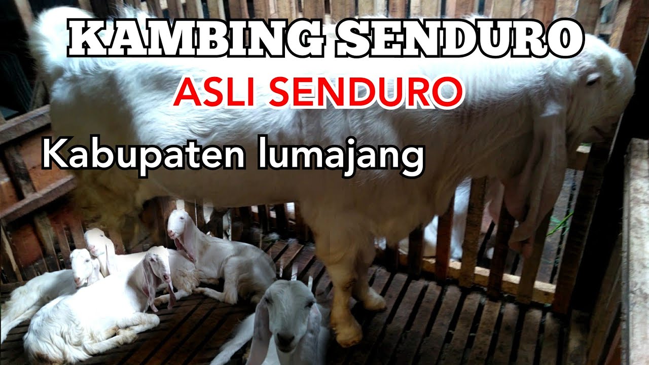 KAMBING SENDURO ASLI SENDURO LUMAJANG - YouTube