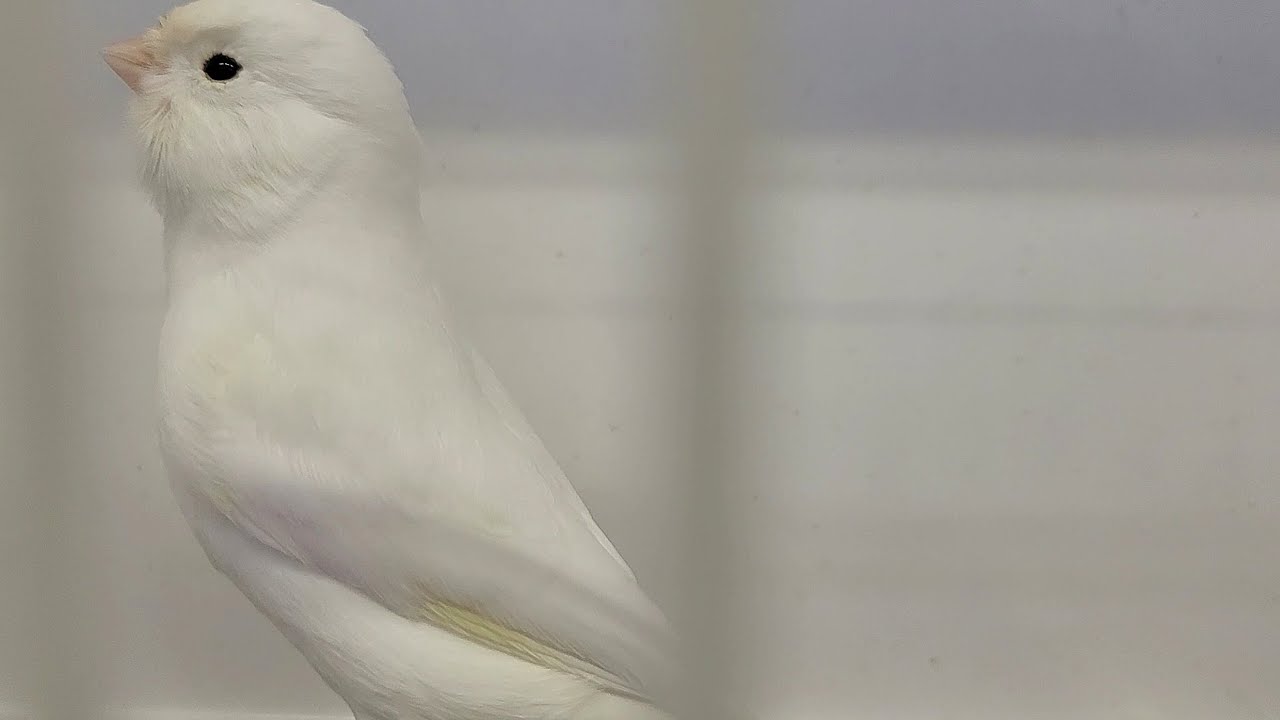 CANARI LIPOCHROME BLANC DOMINANT - CHAMPION - WHITE CANARY - YouTube