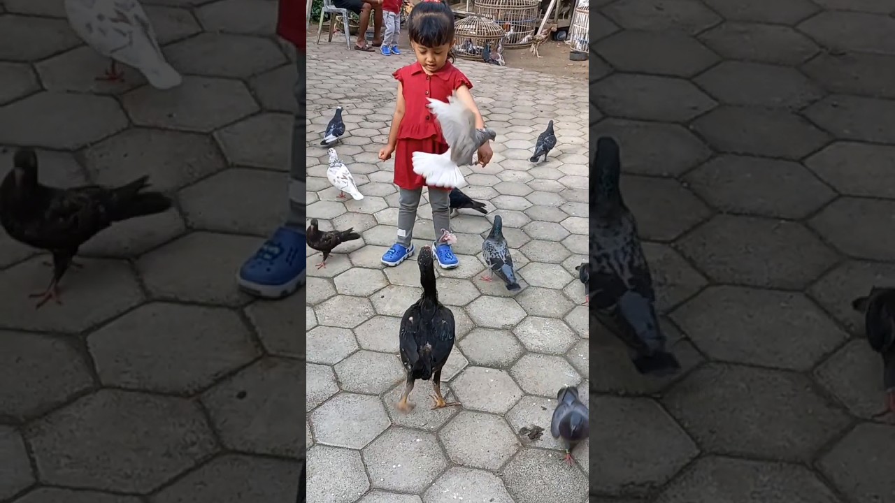 si kembar di patuk burung merpati #shorts - YouTube