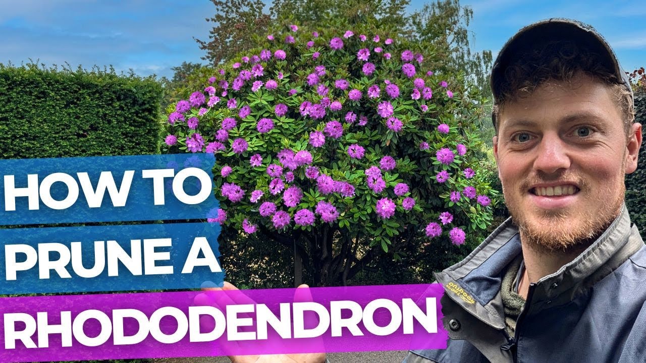 How to Prune a Rhododendron to Improve its Size, Shape & Flowers | In ...