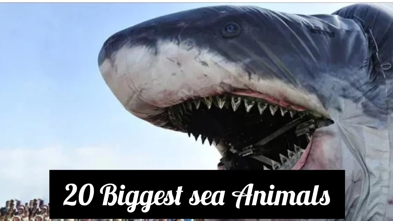 20 Biggest sea animals - YouTube