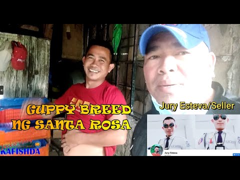 GUPPY BREEDER NG POOC SANTA ROSA LAGUNA - YouTube