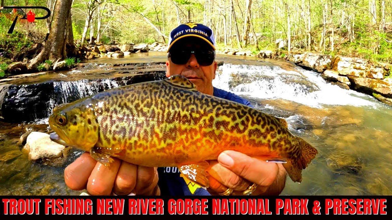 Trout Fishing New River Gorge National Park & Preserve - YouTube