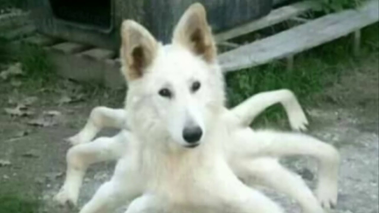 Cursed images approved by doggo - YouTube