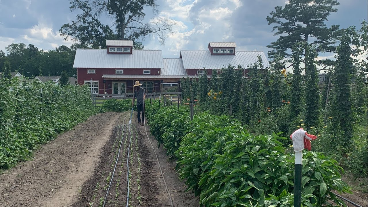 How to shop as a CSA member at Woodside Farms - YouTube