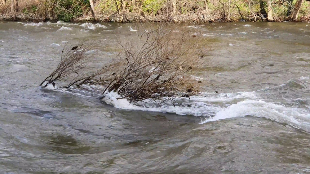 4K video of the River Dee at Llangollen, North Wales in Flood after ...