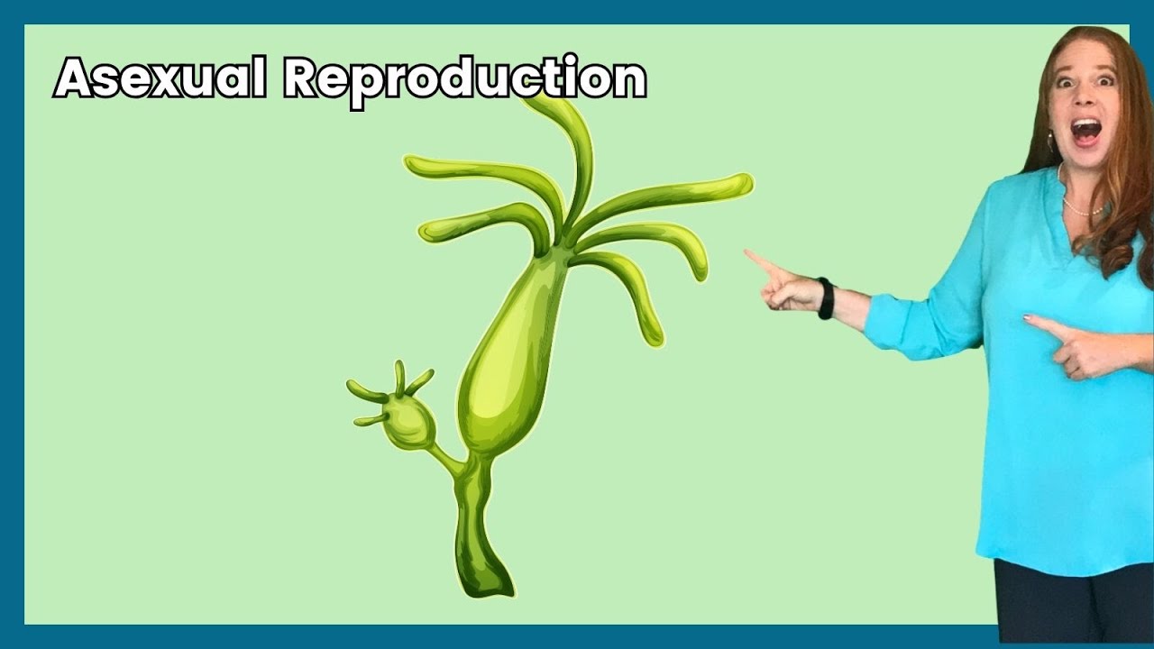 Asexual Reproduction Made Simple: 2-Minute Crash Course about asexual ...