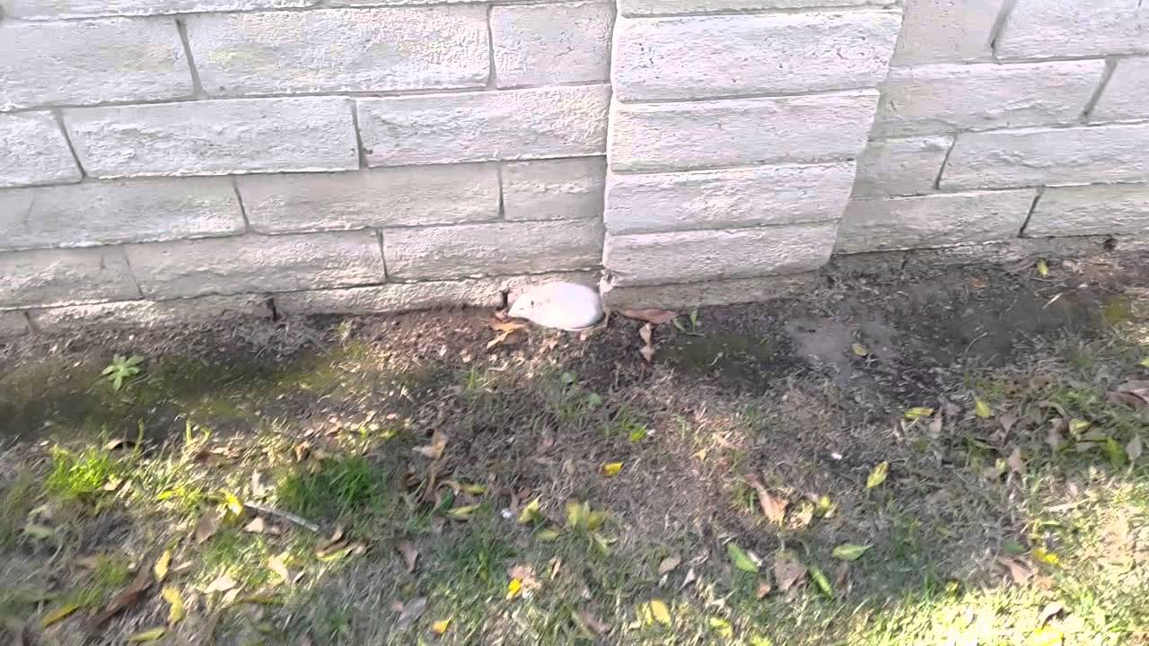I found a pet rat right outside my house - YouTube