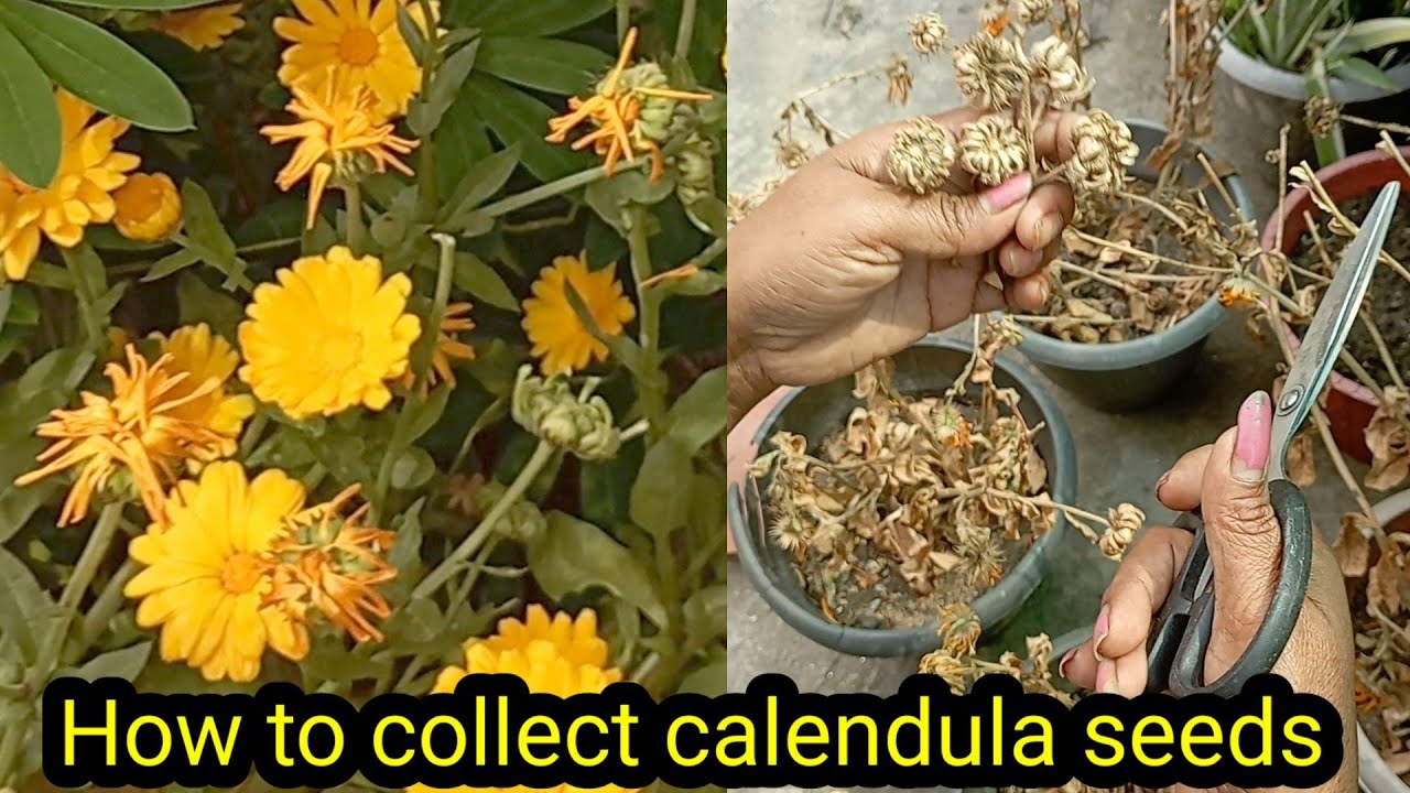 How To Harvest Calendula