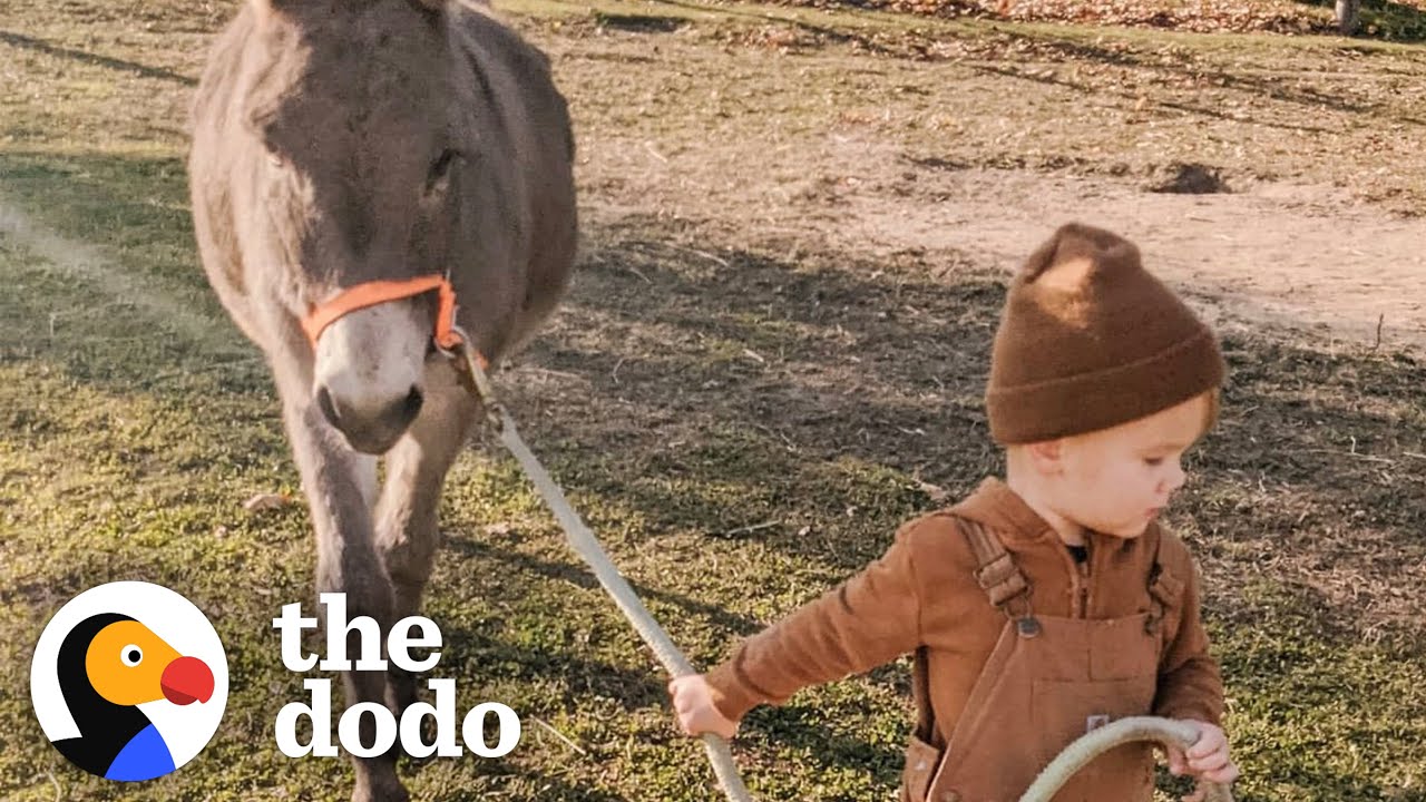 Kid And His Donkey Are Truly BFFs | The Dodo - YouTube