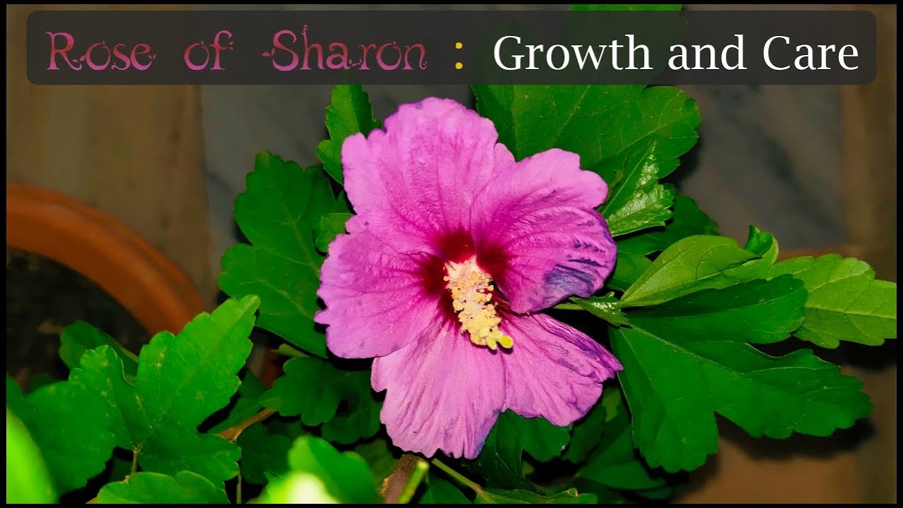 Rose of Sharon Care and Maintenance - YouTube