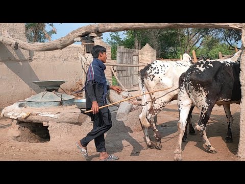 High speed bulls operated flour mill | Kharas Atta Chaki of Punjab ...