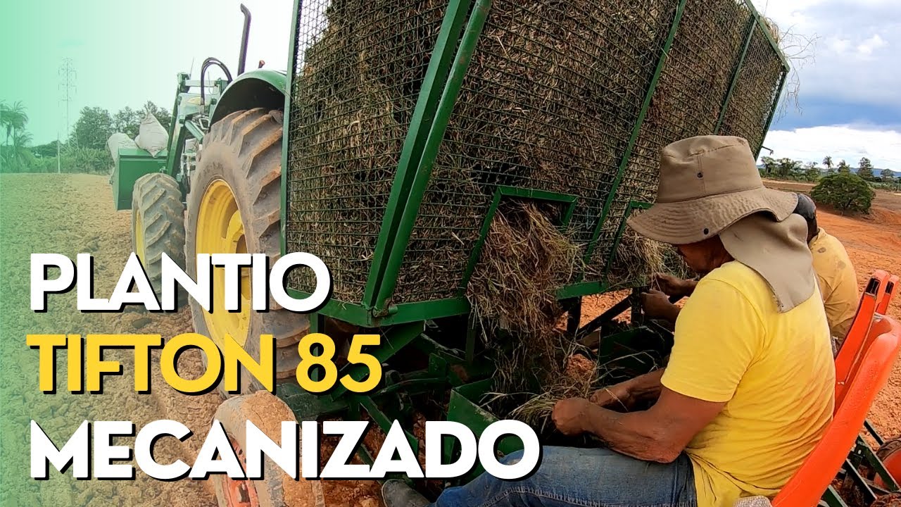 PLANTIO DE TIFTON 85 MECANIZADO COM MUDAS DE RAMA Ep#263 - YouTube