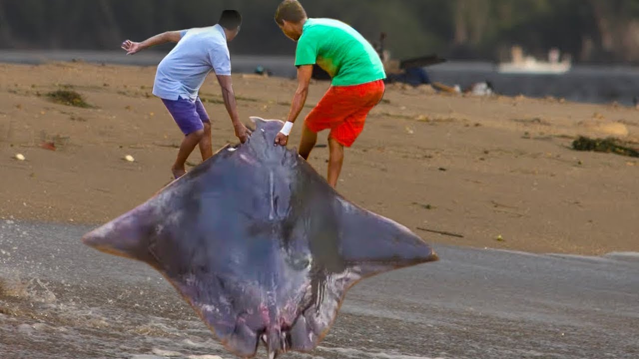 Live Big Size Electric Ray Fish Cutting | Fisherman - YouTube
