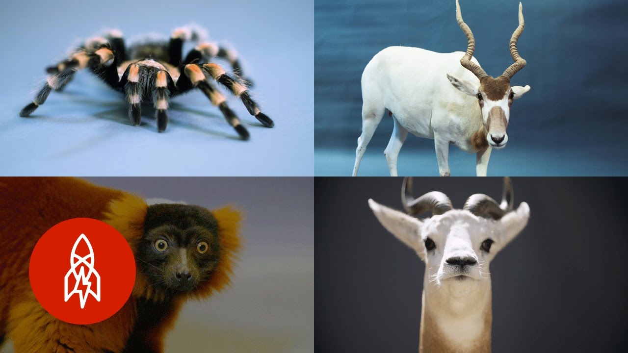 These 8 Unique Creatures Are As Rare As They Are Fascinating - YouTube