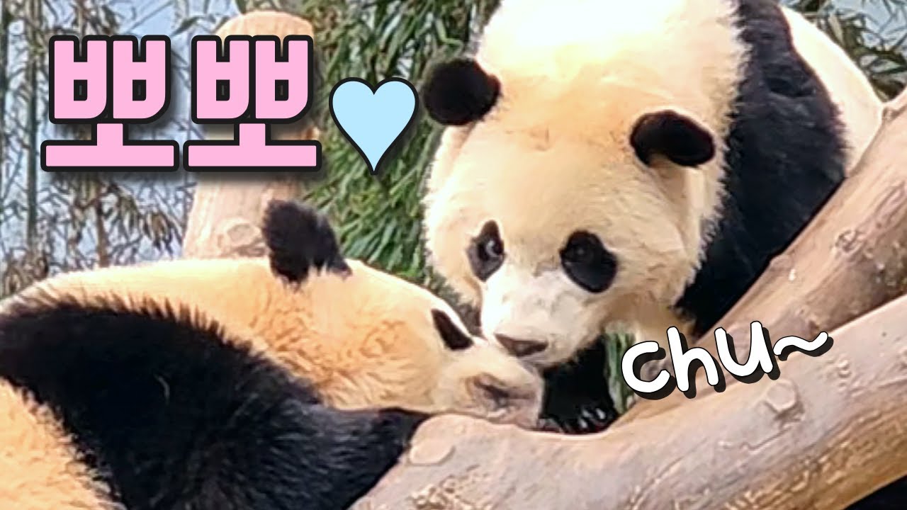 잠든 루이 얼굴에 살포시 뽀뽀해주는 다정한 후이바오🤎 - YouTube