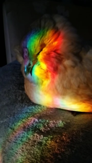 Glowing Chickens 🌠 - YouTube