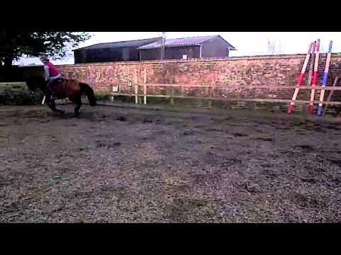 Sophie Damment- VIDIA 2010 filly by Ricardo Z.