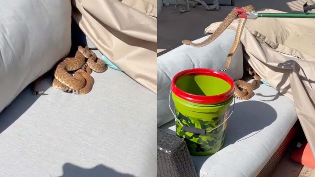 Guy Finds Bundle Of Snakes Hiding In Sofa - YouTube