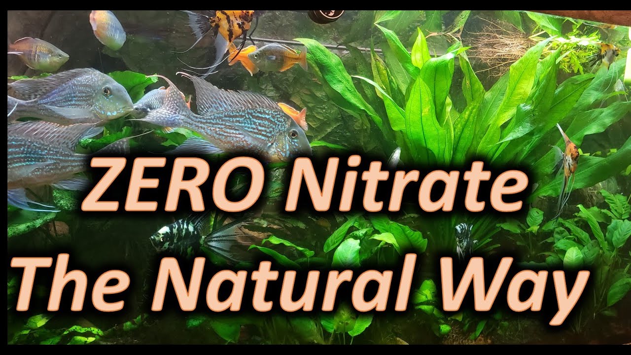 Achieving Zero Nitrates the Natural Way- Planted Aquarium - YouTube